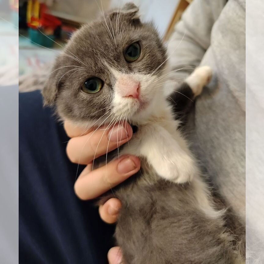 Вислоухий котенок в дар