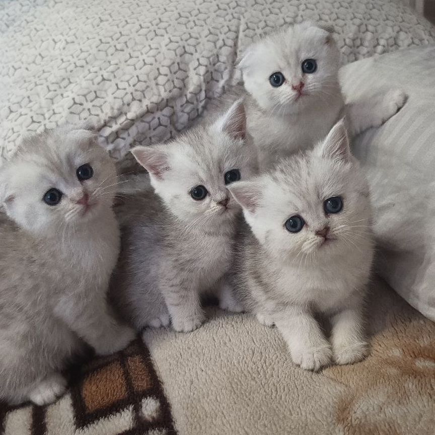 Шотландские котятам