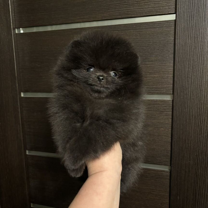 Померанский шпиц