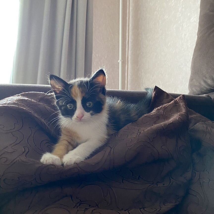 Котенок в добрые руки
