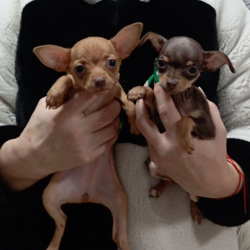 Русский той-терьер, щенок