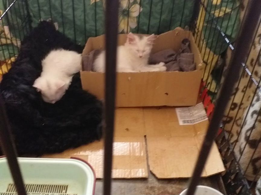 Отдам котят в добрые руки