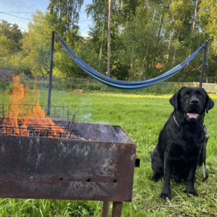 Лабрадор-ретривер, взрослый пёс