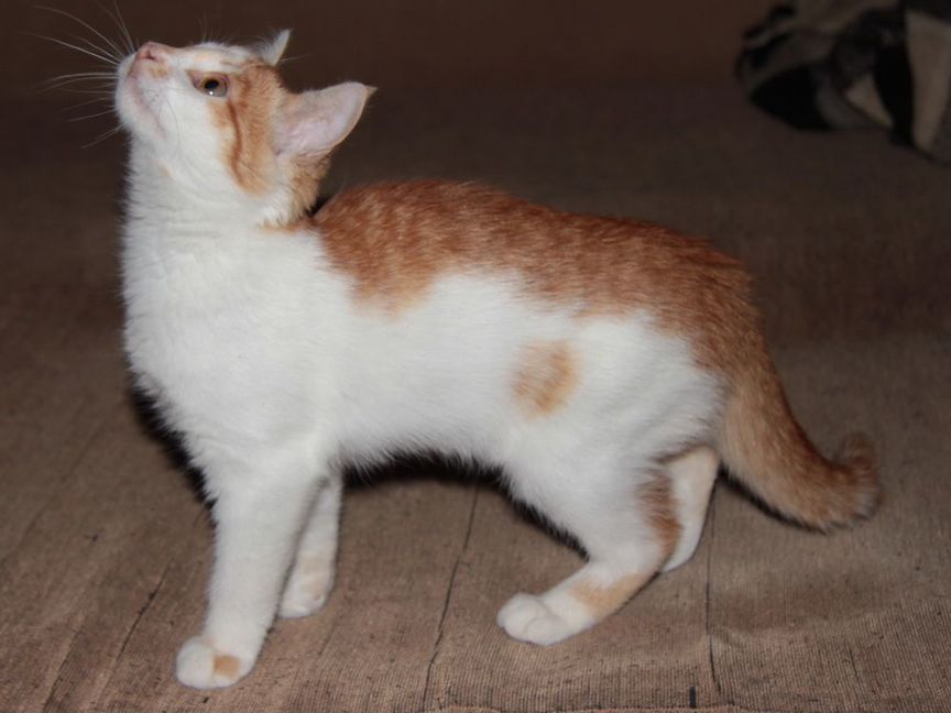 Котенок кошка рыжая отдам