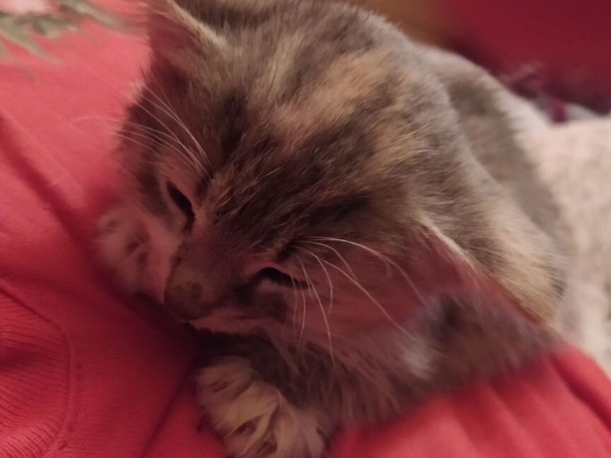 Кошки в добрые руки бесплатно