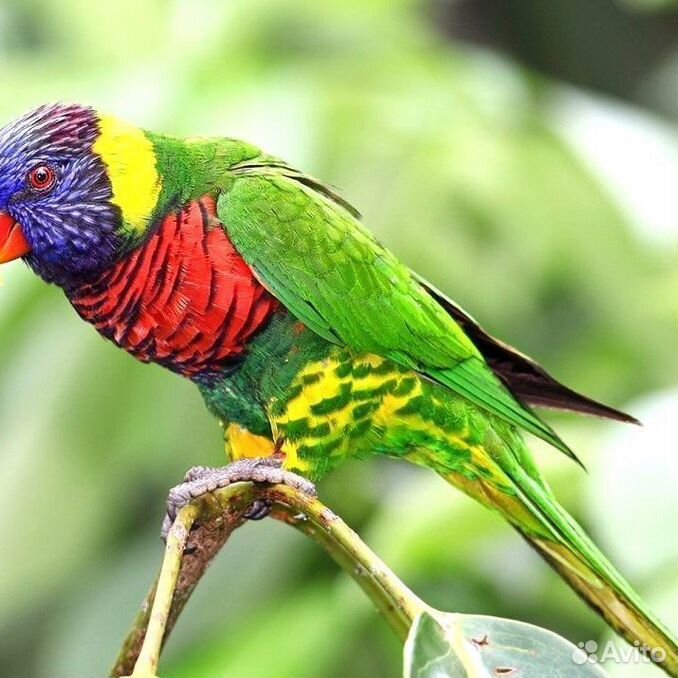 Лорикет Многоцветный