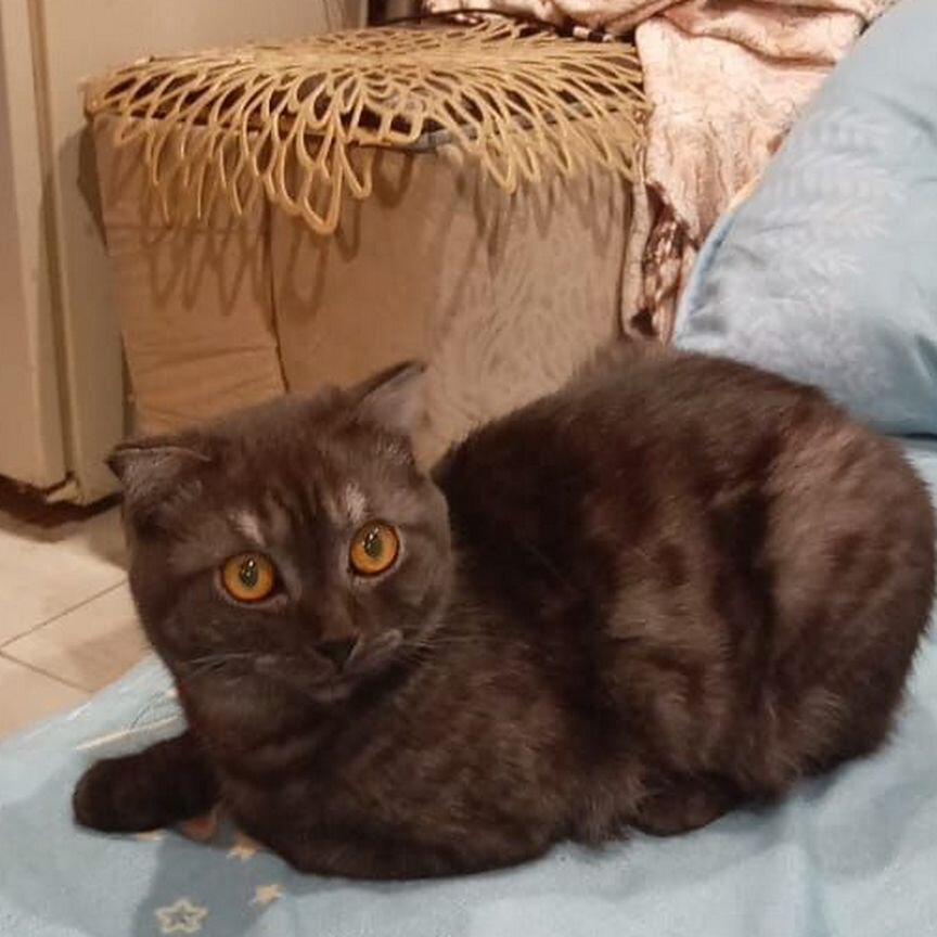 Шотландский вислоухий длинношёрстный котёнок