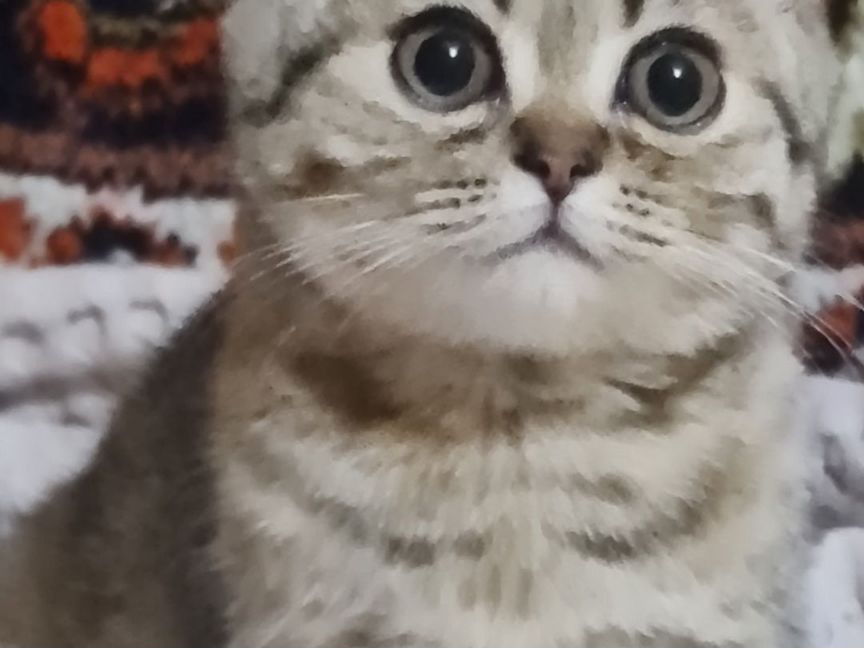 Кошка