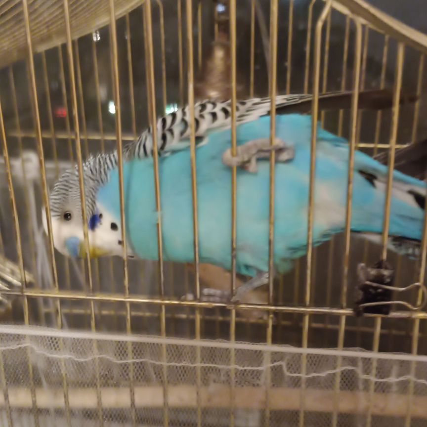 Волнистый попугай с клеткой