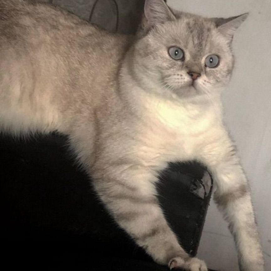 Серебристая шиншилла