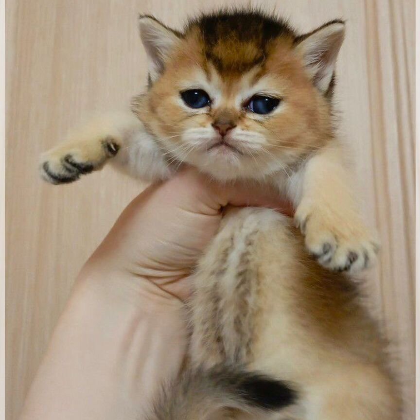 Шотландские золотые милашки