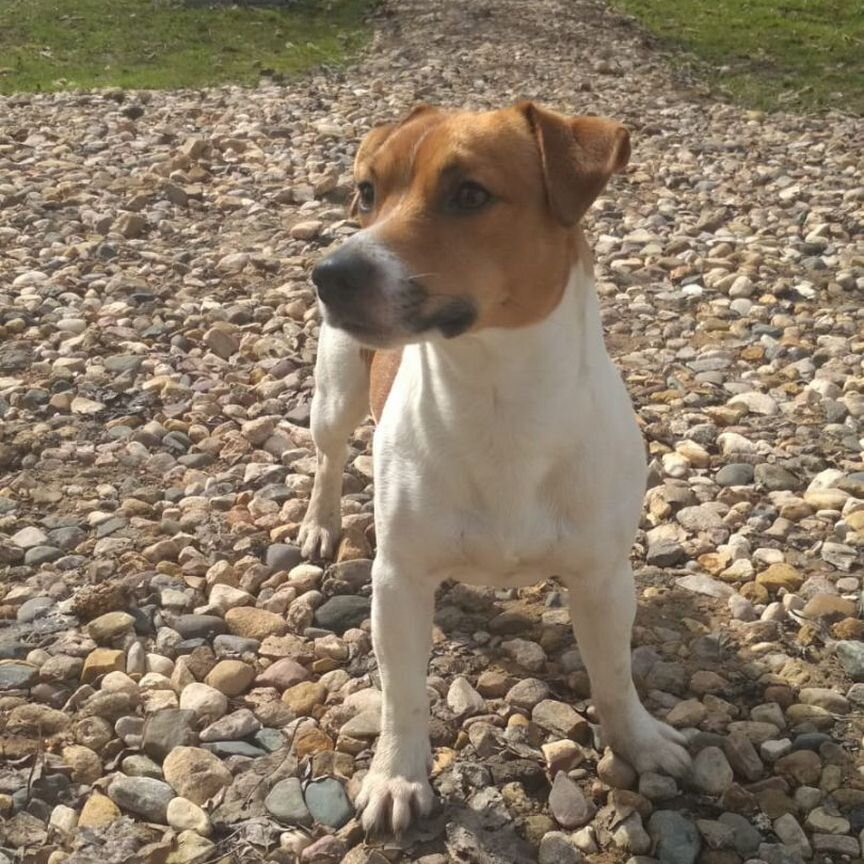 Вязка джек рассел терьер