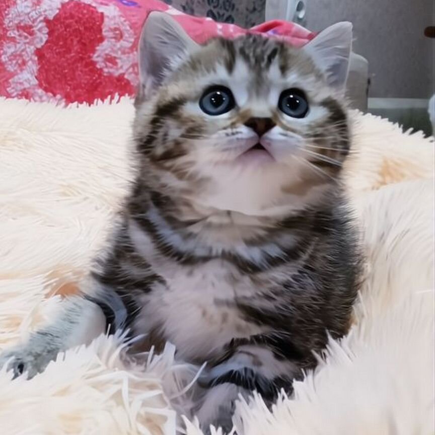 Шотландский прямоухий короткошёрстный котёнок