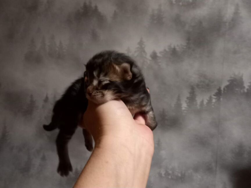 Котята мейн-кун