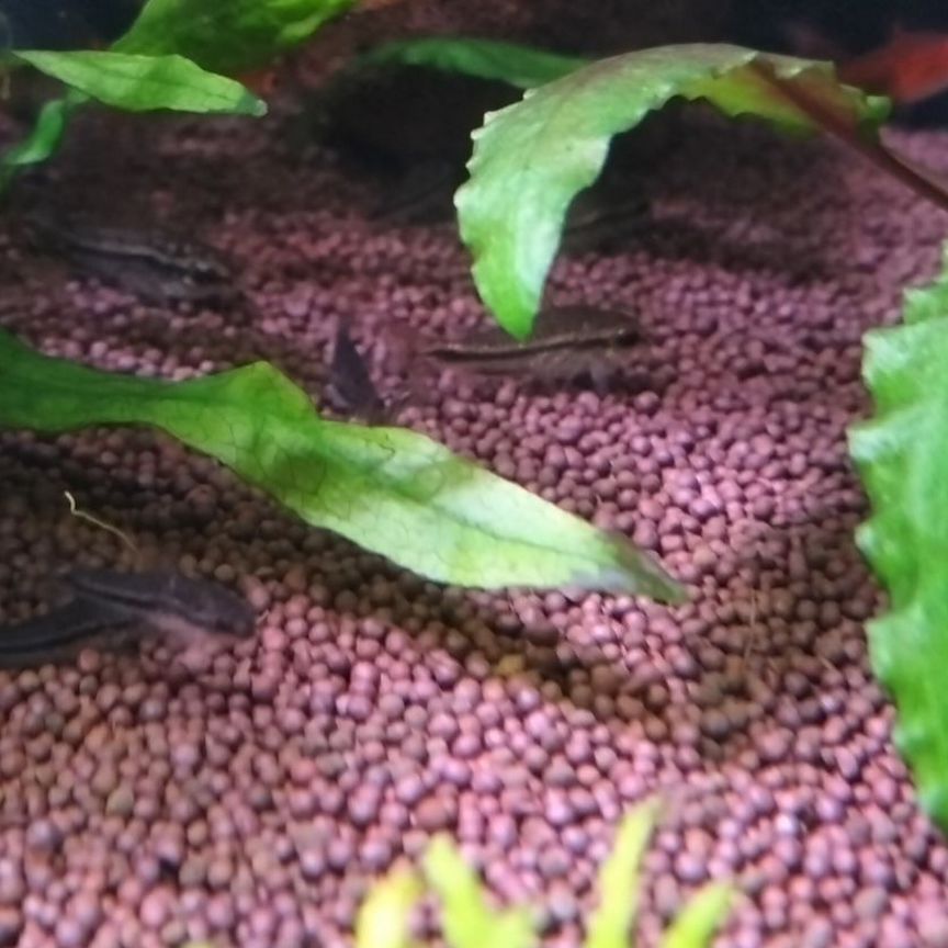 Коридорас пигмей