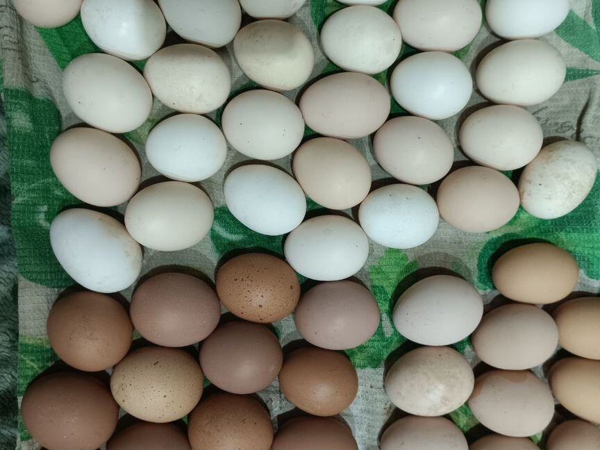 Инкубационное яйцо Барковская Барвистая, Ломан Б