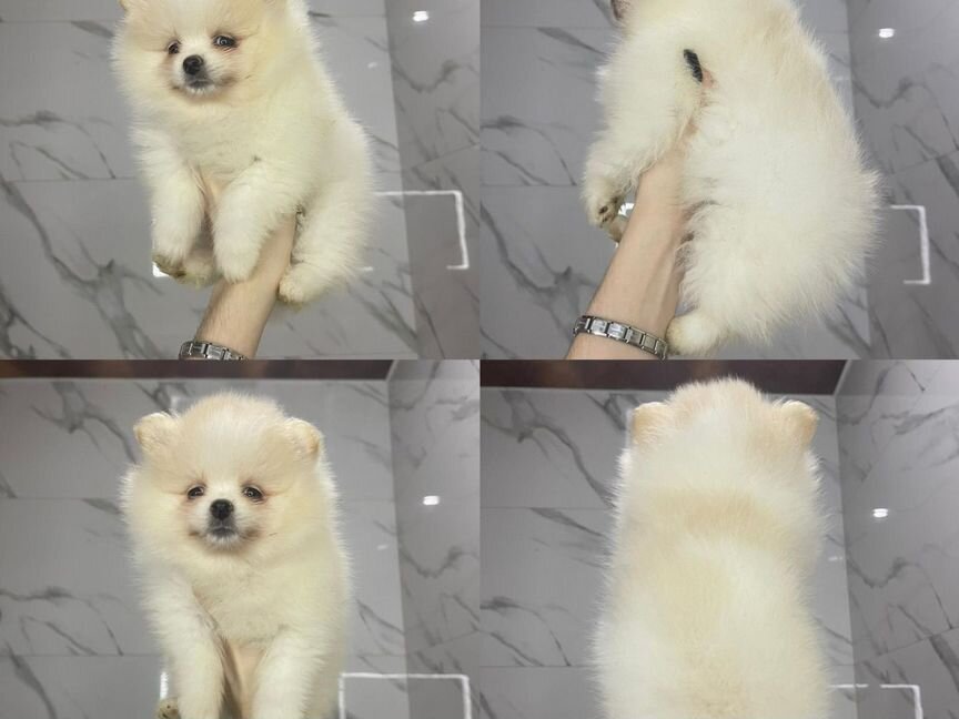 Пушистое счастье