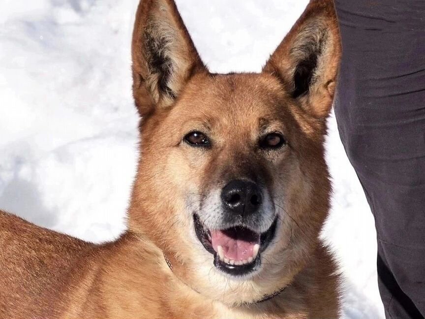 Собака в добрые руки