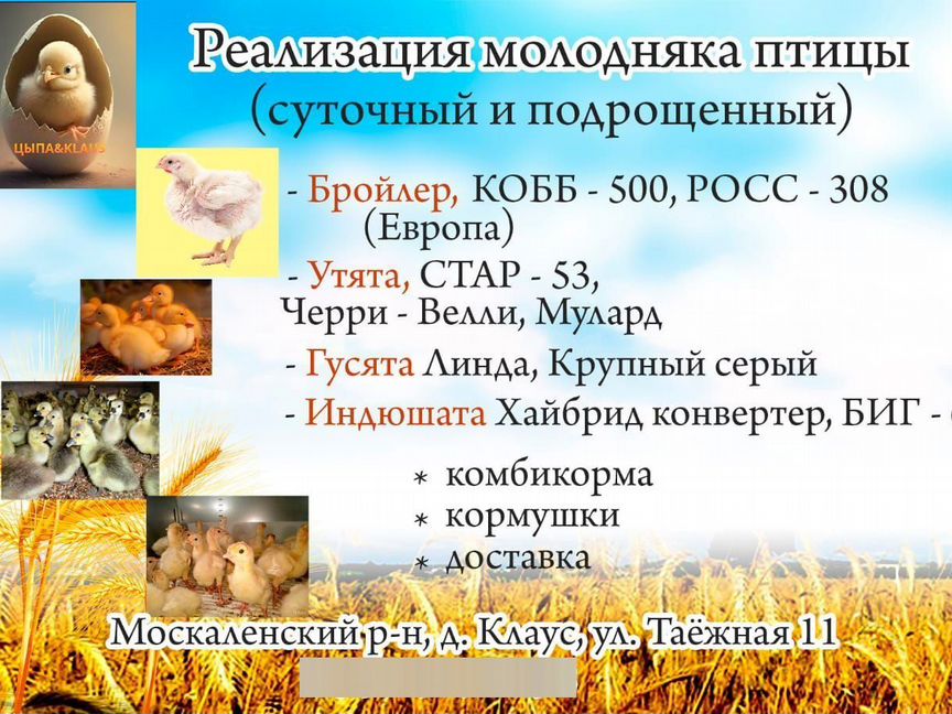 Бройлер кобб-500, комбикорм