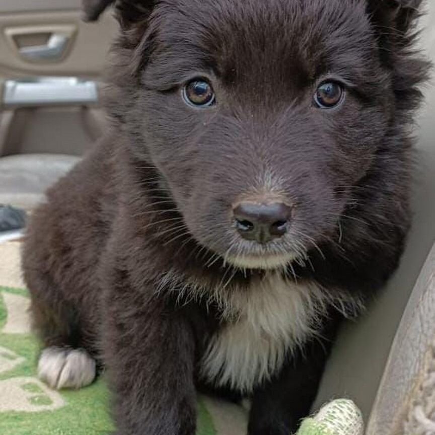 Щенки 2,5 месяца