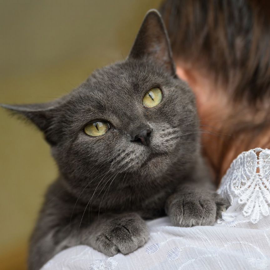 Британская короткошёрстная, взрослая кошка