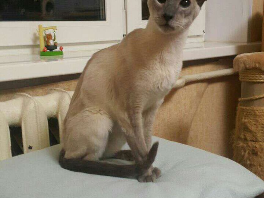 Сиамская кошка в добрые руки