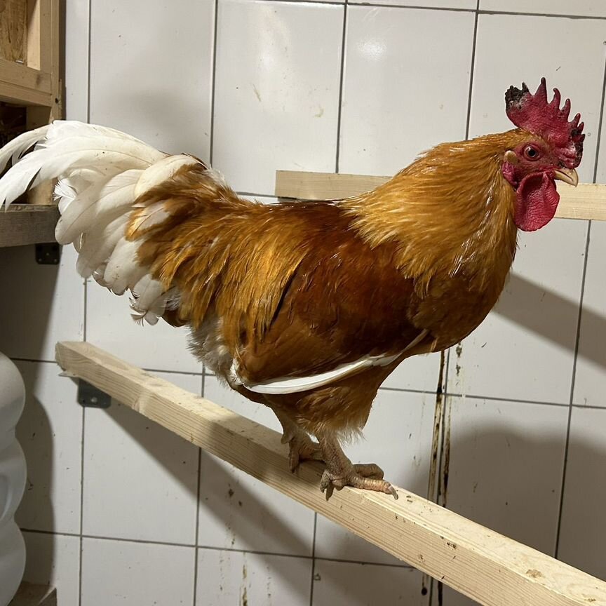 Мини-мясные палевые В77 (суточные цыплята)