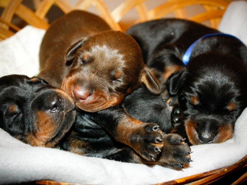 Щенки добермана