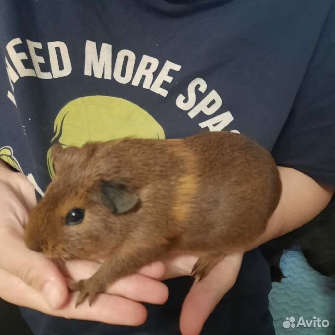 Морская свинка мальчик