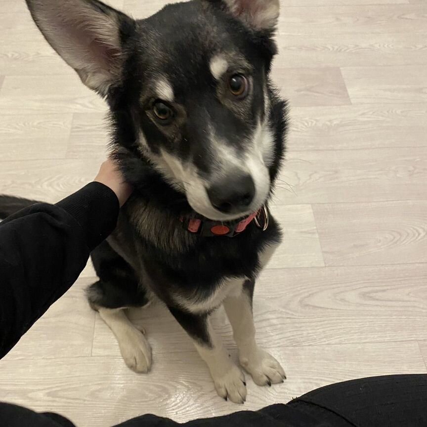 Собака в добрые руки