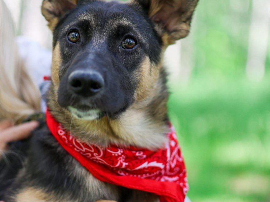 Собака в добрые руки Джун