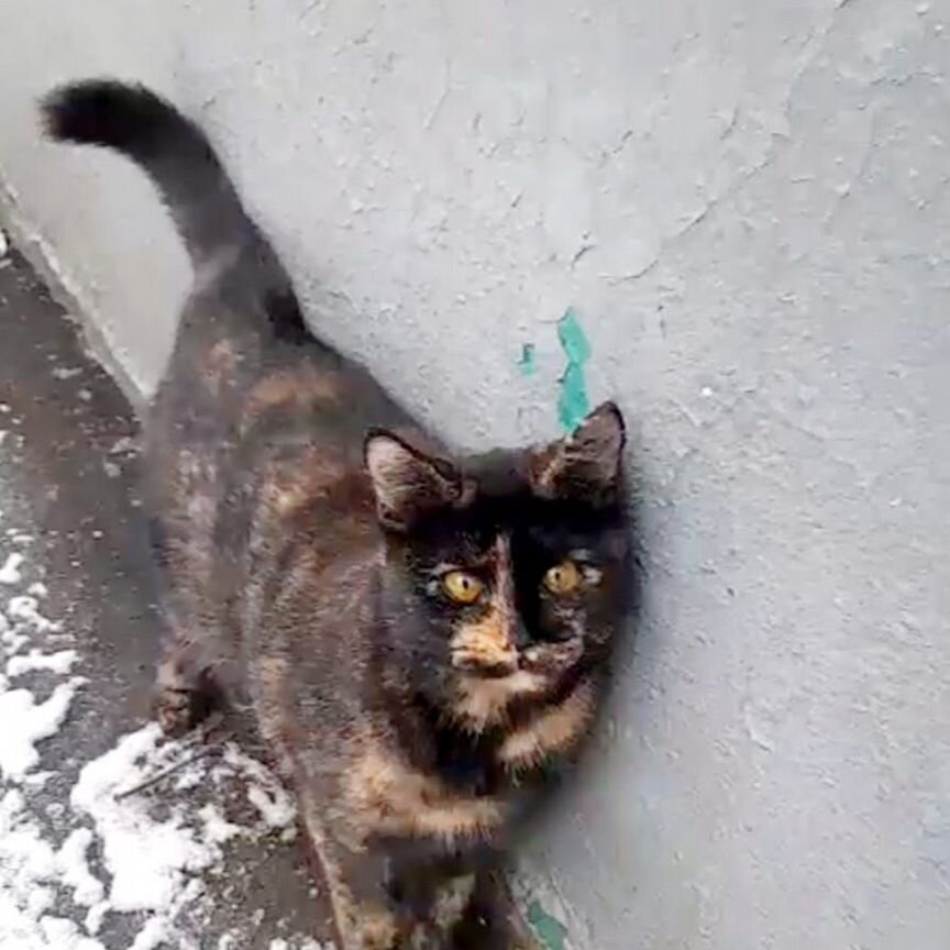 Кошки в добрые руки