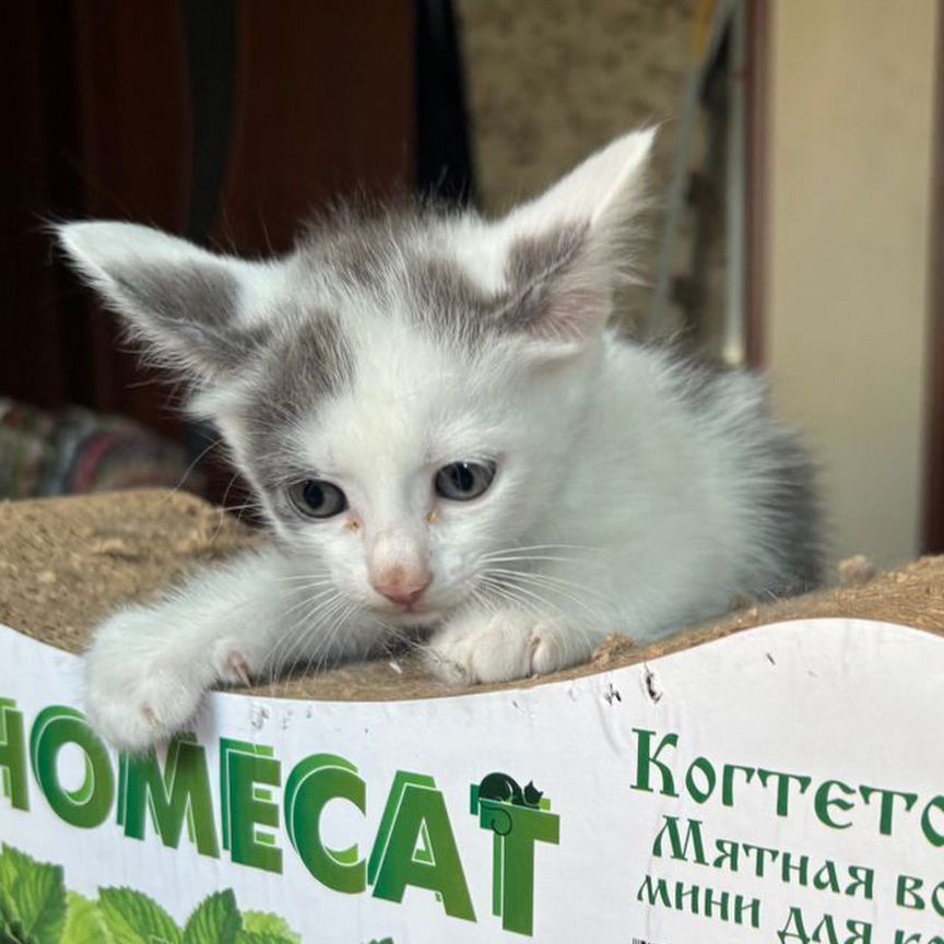 Котёнок в добрые руки
