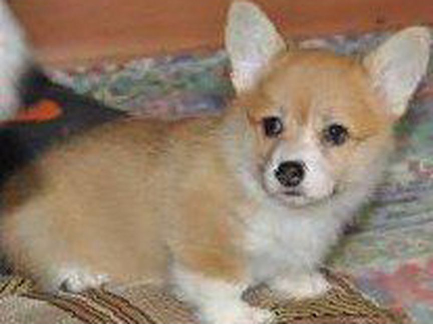 Вельш корги Пемброк