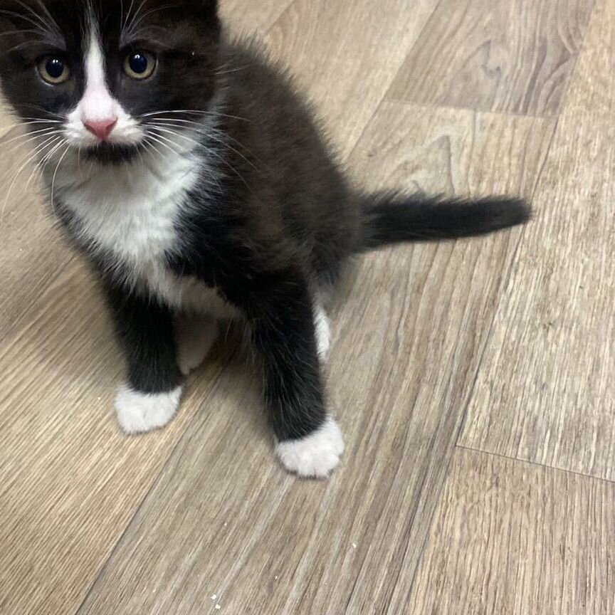 Отдам в добрые руки котенок пацан к лотку приучен