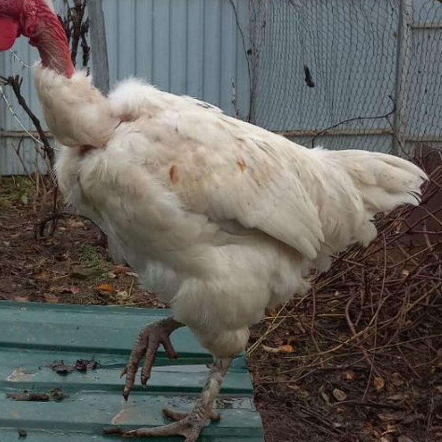 Петухи голошейки