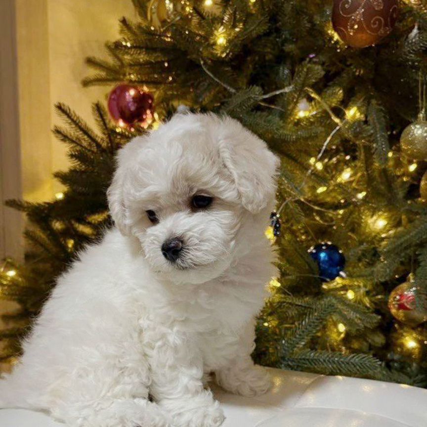 Бишон фризе, щенок