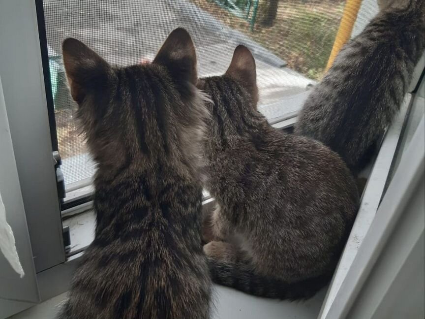 Котята пятнистые метисы