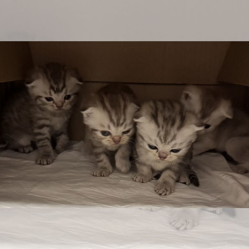 Шотландский вислоухий короткошёрстный котёнок