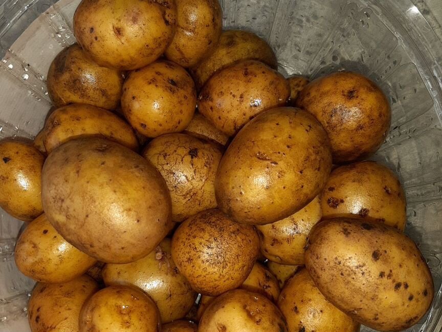 Картофель мелкий на корм скоту