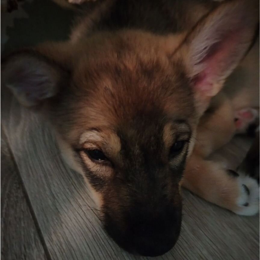 Норвежский элкхаунд, щенок