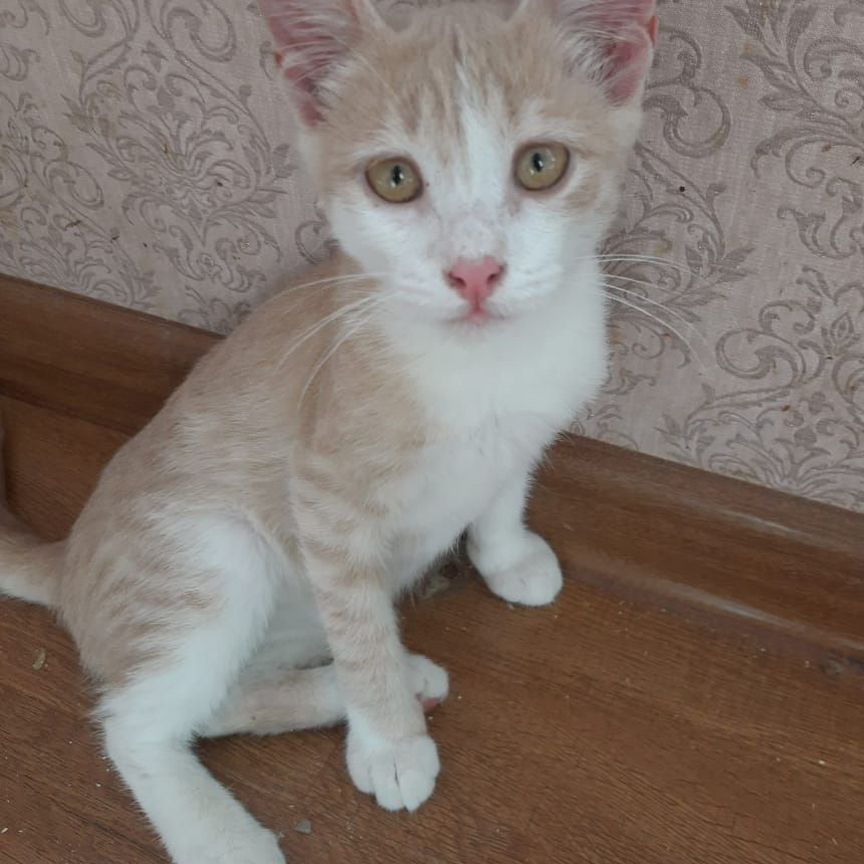 Котенок рыжий в добрые руки