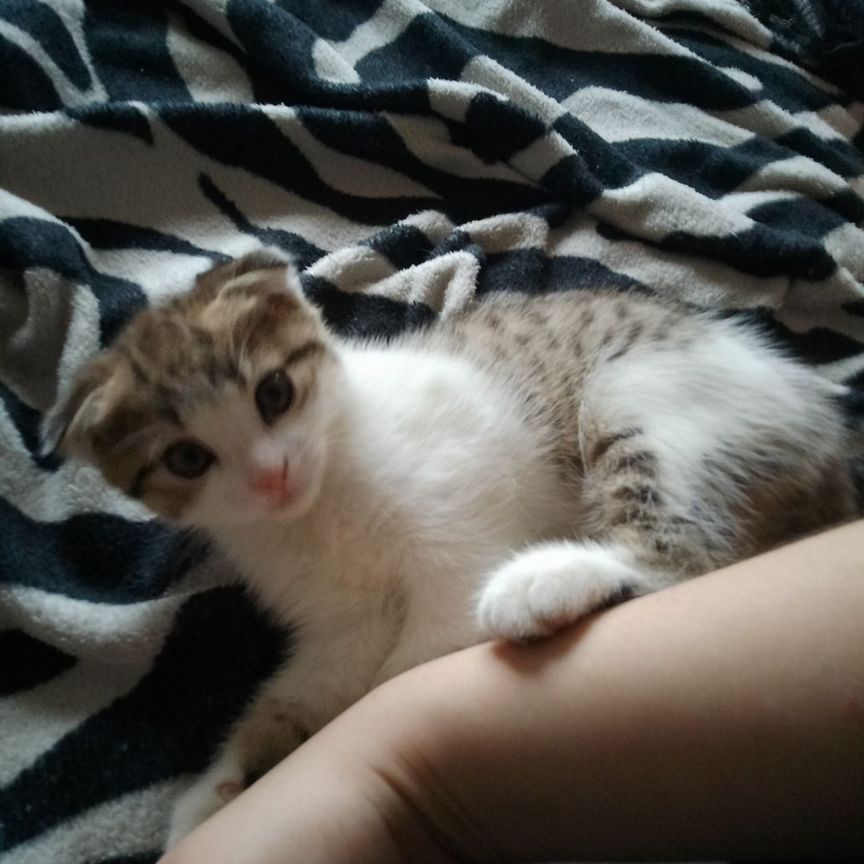 Котята в добрые руки бесплатно