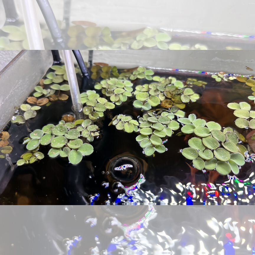 Аквариумное растение Сальвиния