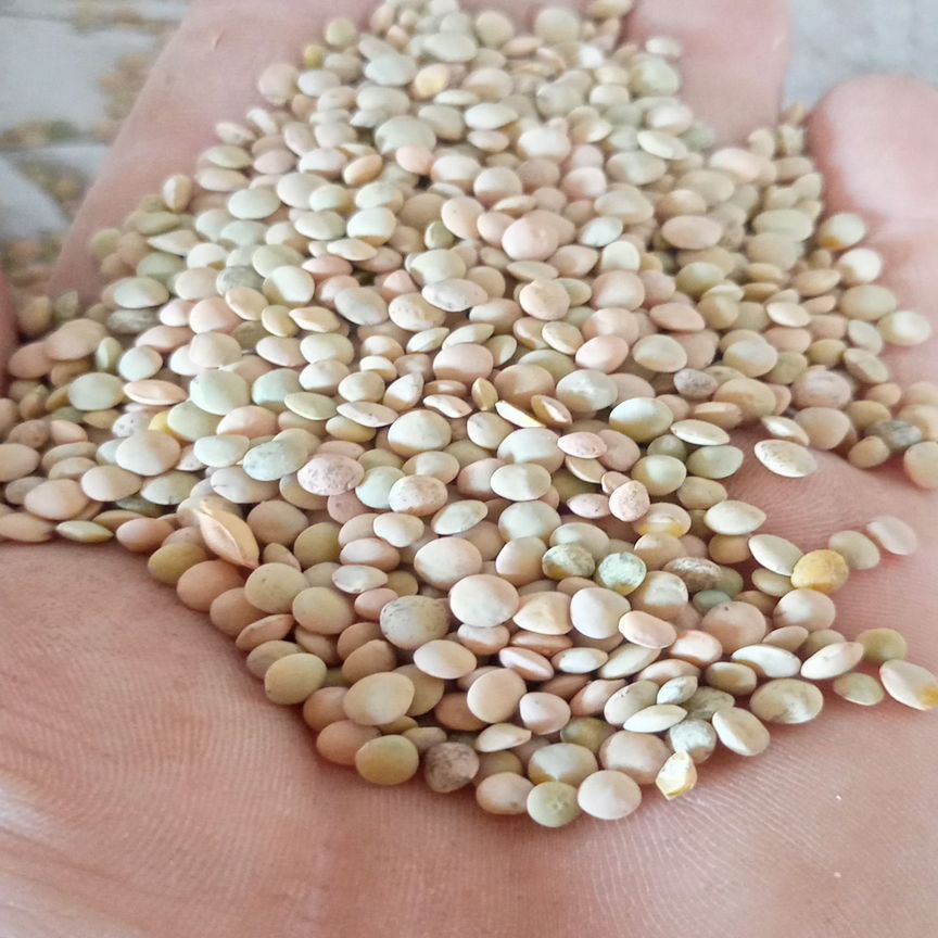 Чечевица зеленая