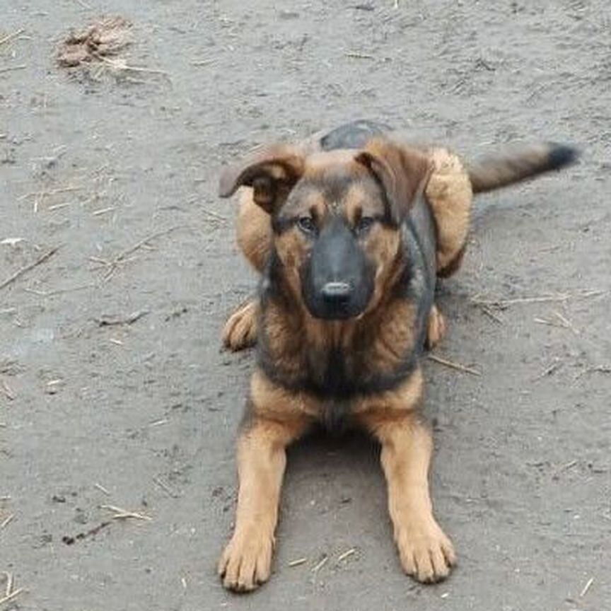 Щенок в добрые руки