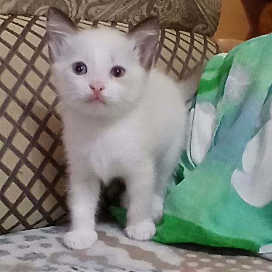 Отдам в добрые руки котенка
