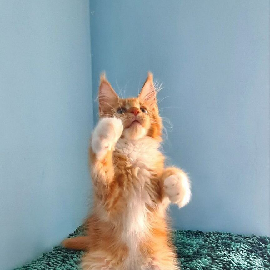 Мейн -кун Котёнок милашка