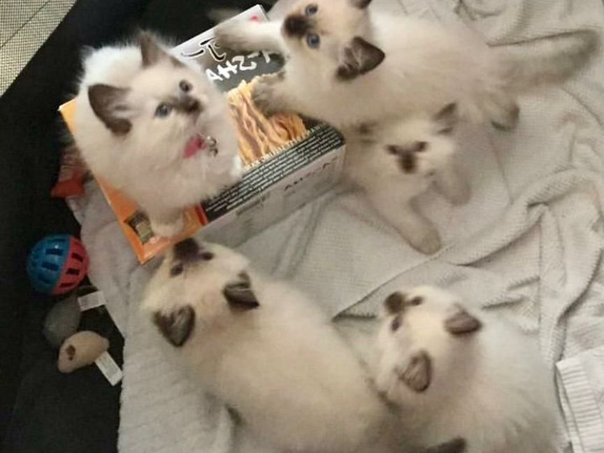 Тайские котята