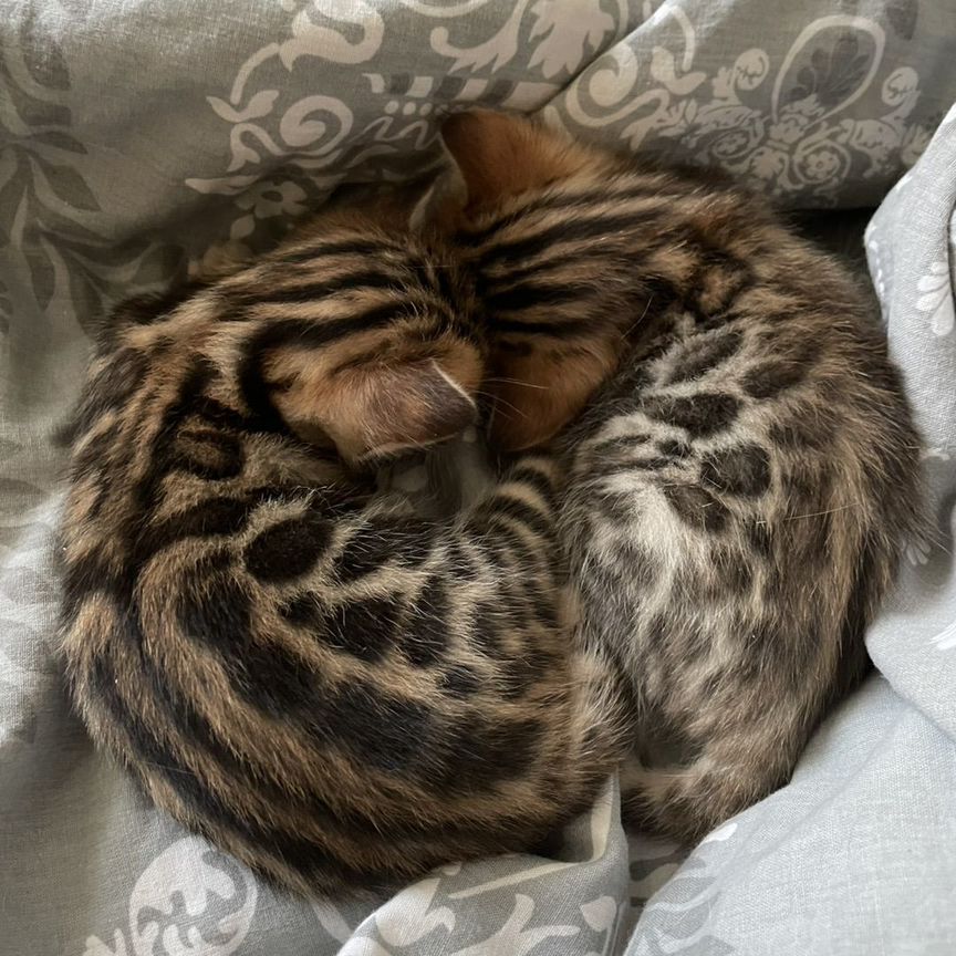 Бенгальские котята